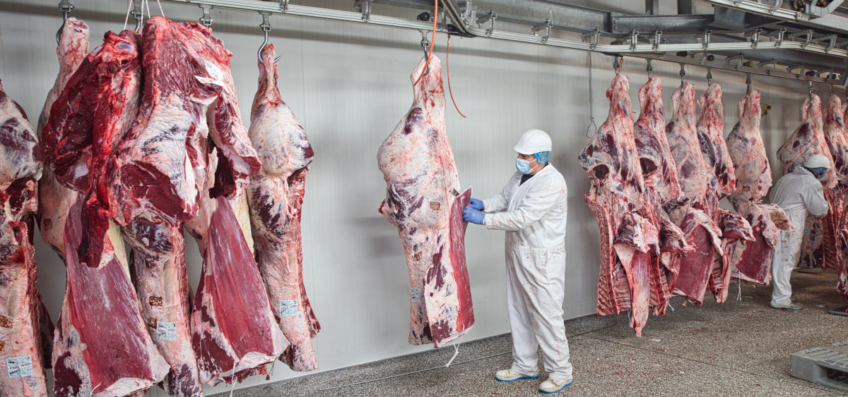 Slachtingen 2024: stabilisatie bij varkens, stijging bij runderen en ...