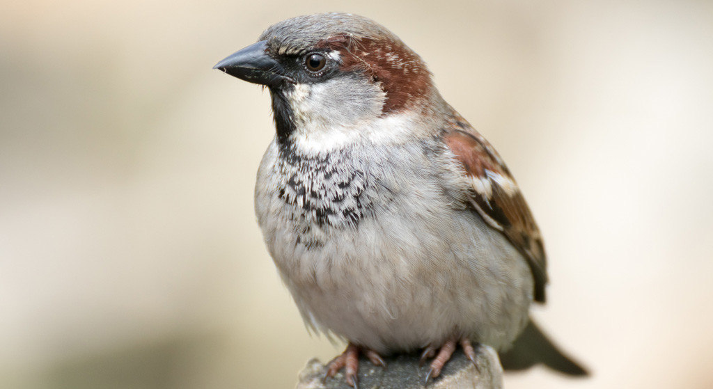 Helft van de huismussen is verdwenen | VILT vzw