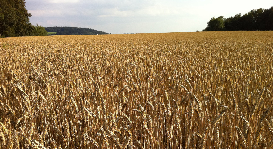 Rusland levert gratis graan aan Afrikaanse landen | VILT vzw