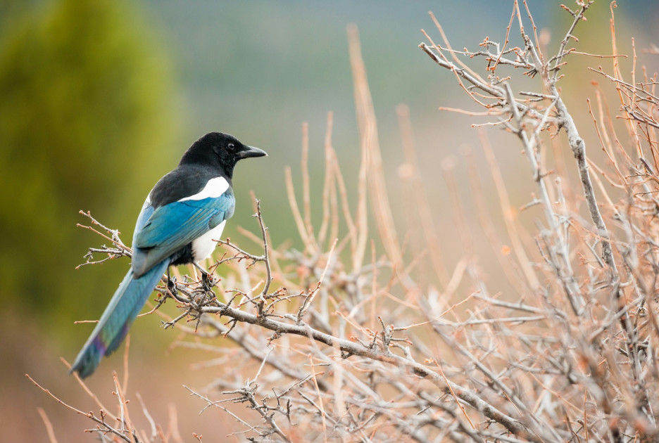 Ekster is Vogel van het Jaar 2025, Vogelbescherming wil bestrijding aan ...