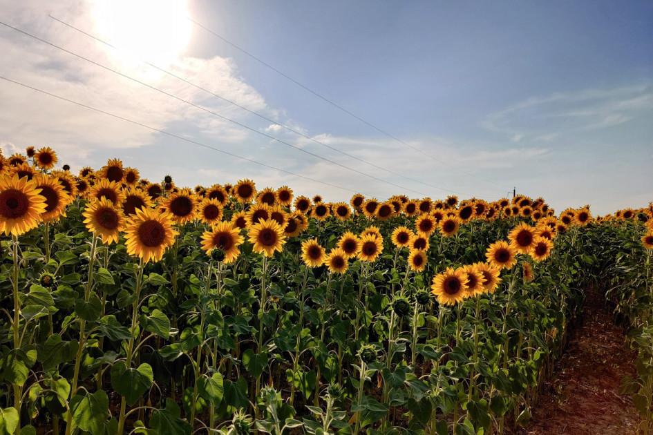 Franse boeren zaaien meer zonnebloemen en minder maïs | VILT vzw