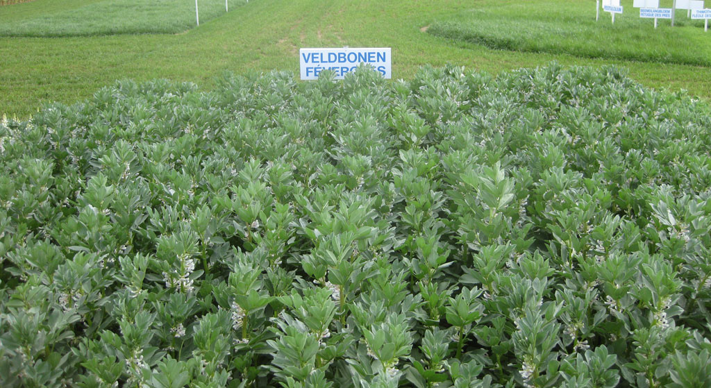 Veldbonen: een waardig alternatief voor soja? | VILT vzw