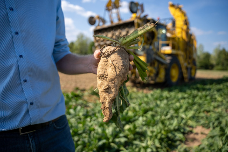 Beneo-Orafti start met productie van biologische cichorei | VILT vzw