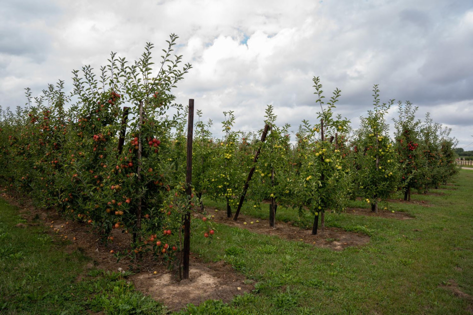 Laatste Limburgse fruitveiling failliet, tuinders blijven achter met ...