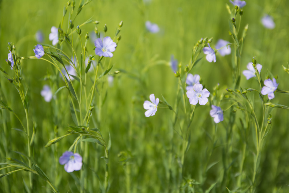 Vlas in opmars in Vlaanderen | VILT vzw