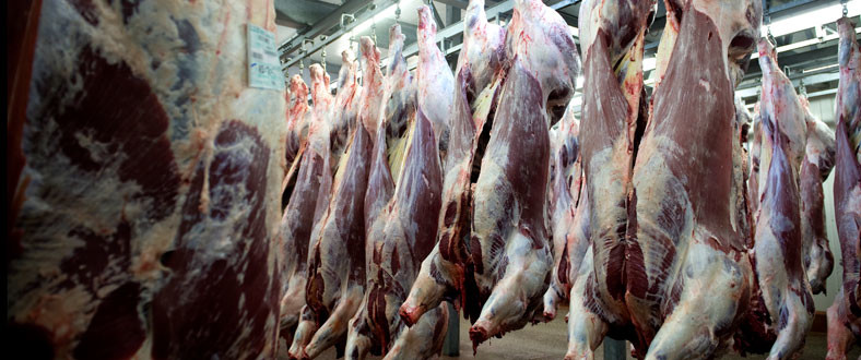 China opent voor het eerst grenzen voor Belgisch rundvlees | VILT vzw