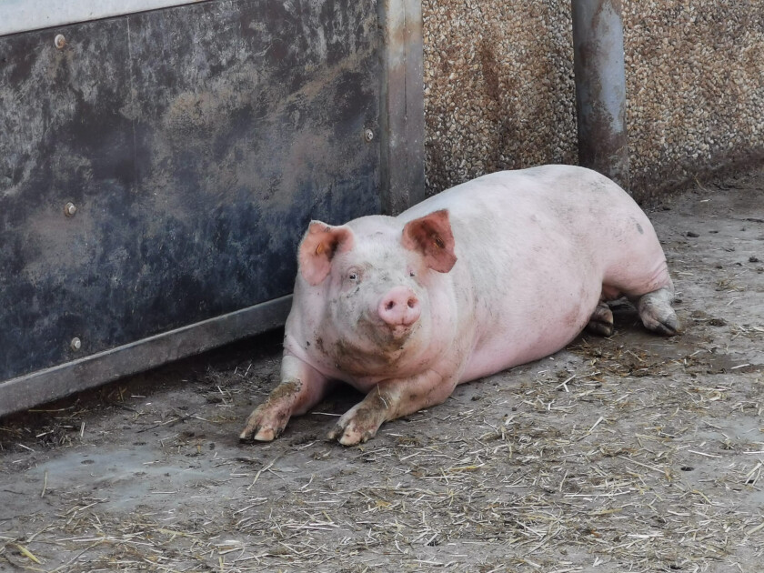 UGent en ILVO lanceren hitteplan voor varkens: Simpele ingrepen met ...