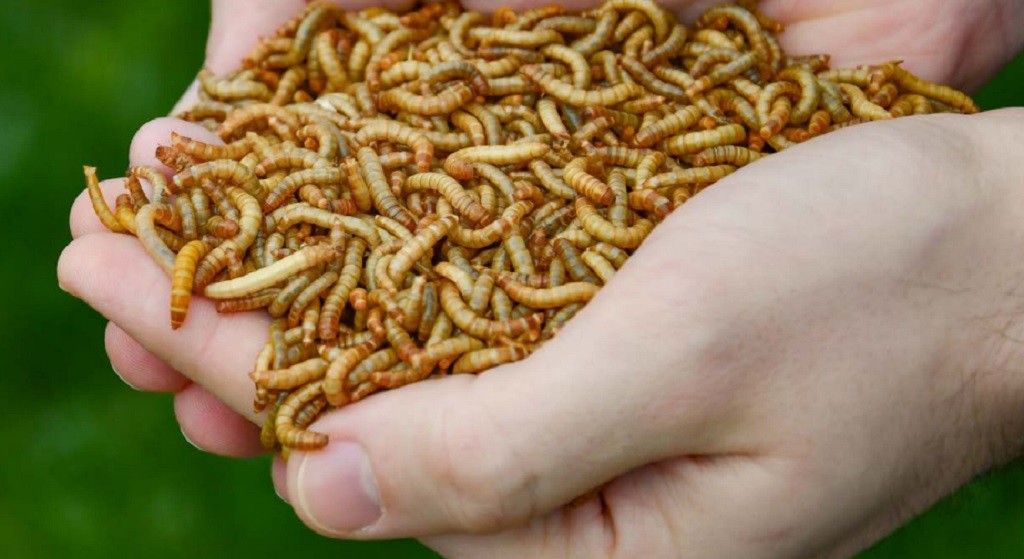 Insectenkweek en -onderzoek leeft in Vlaanderen | VILT vzw