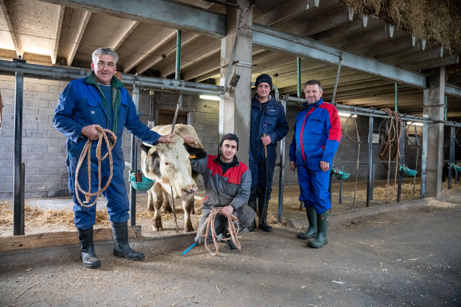 Veehouder in watersnoodgebied krijgt geëvacueerde dikbillen terug ...