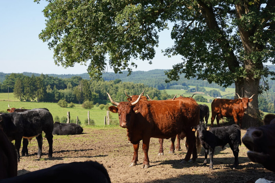Handelaar-veehouder laat bedrijf aan zoon en vertrekt naar Wallonië ...