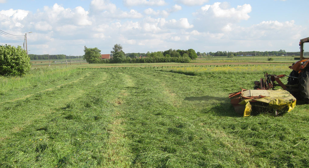 Graspollen, stikstof en hooikoorts: Landbouwexperts plaatsen ...