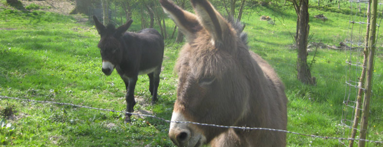 Ezelasiel roept op om te stoppen met ezels kweken | VILT vzw