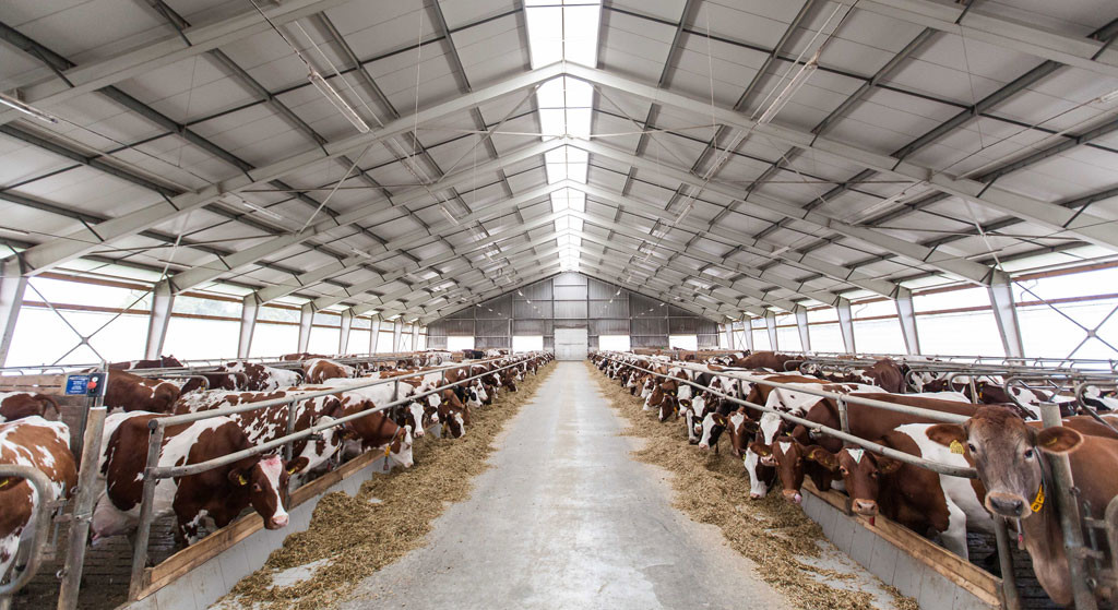 Sterkere marktpositie voor melkproductie in China, Argentinië en VS ...