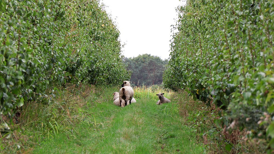 Limburgse fruitteler pioniert met begrazing door speciaal schapenras ...