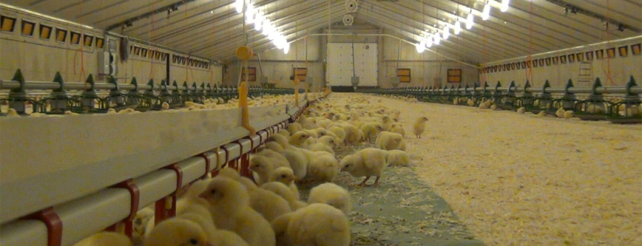 Winst Poultry-Vision in 2015 verachtvoudigd | VILT vzw