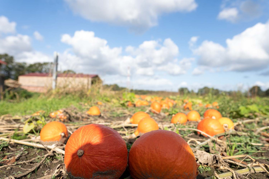 Aldi stopt met biopompoenen: bioboer uit Deftinge moet op zoek naar ...