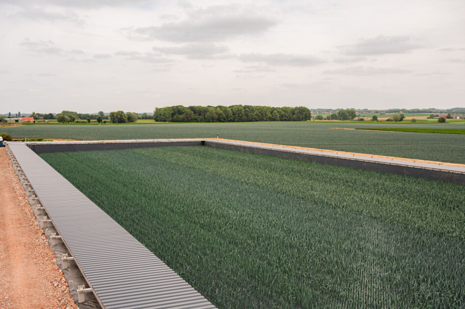 ’s Werelds eerste grootschalige teelt van hydroprei gestart in Ieper ...