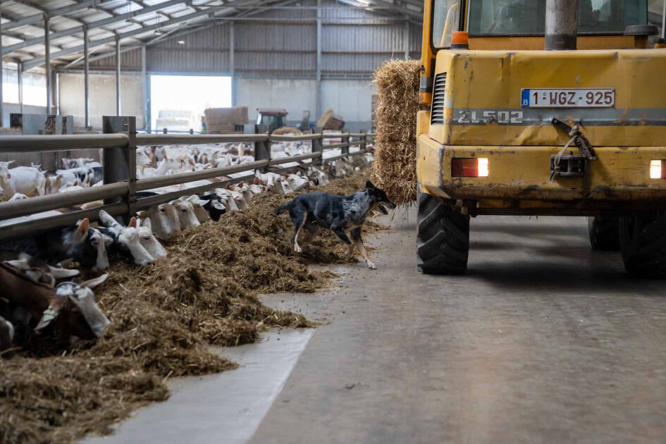 Verwerker van geitenmelk zoekt Vlaamse biologische geitenbedrijven ...