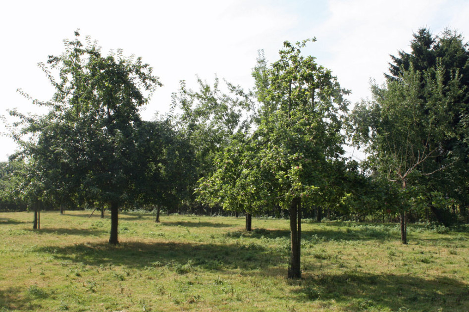 Boomgaardenloket moet hoogstamboomgaarden in Haspengouw nieuw leven ...