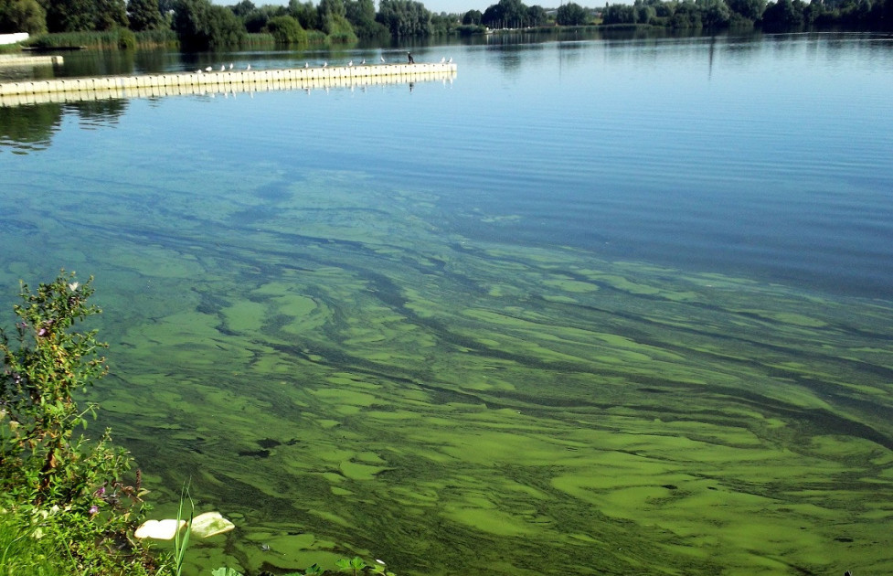Nieuwe app wil blauwalgen beter in kaart brengen | VILT vzw
