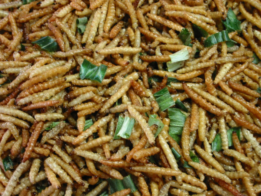 Klein, maar nuttig: Thomas More en Radius lanceren cursus insectenkweek ...