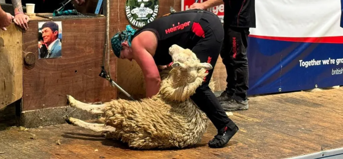 Schotse vrouw breekt wereldrecord schapen scheren: "De inspanning is ...