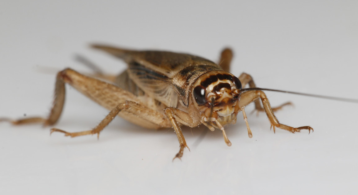 Krekel tjirpt op menu Antwerpse topchef | VILT vzw