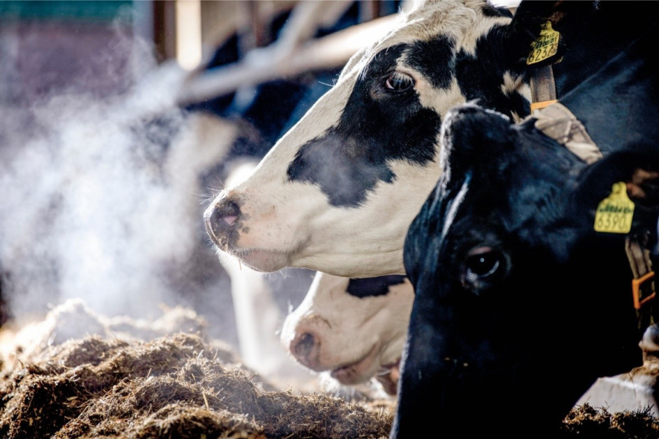 Minister Weyts verstrengt zomerverbod op verre dierentransporten | VILT vzw