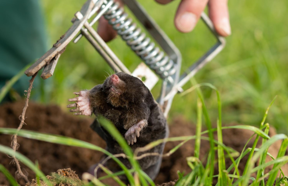 Vlaamse melkveehouders schakelen Nederlandse mollenvanger in | VILT vzw