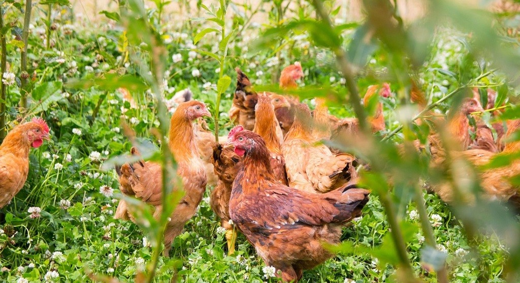 Vogelgriep op laag pitje, maar FAVV blijft op zijn hoede | VILT vzw