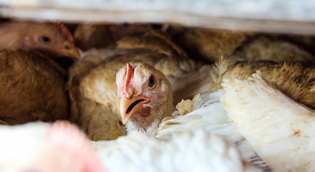 Vogelgriep grijpt snel om zich heen in Poolse pluimveesector | VILT vzw