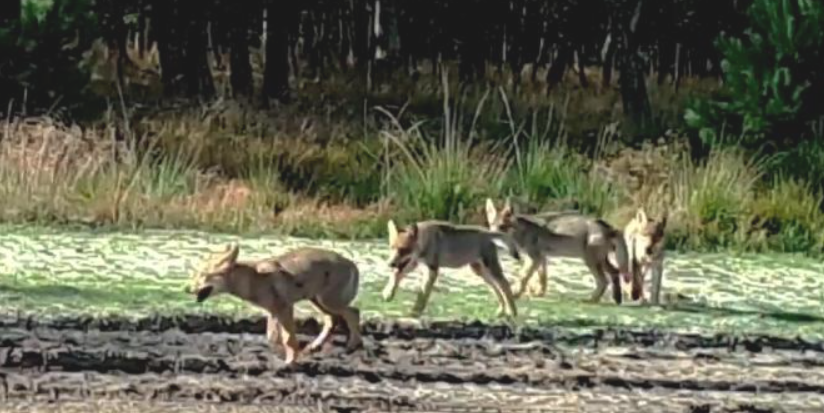Welkom Wolf verwacht na ‘rustig wolvenjaar’ opnieuw welpjes in 2025 ...