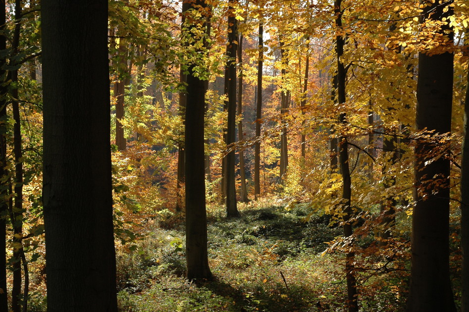 Vlaamse regering start structureel overleg op met natuur- en ...