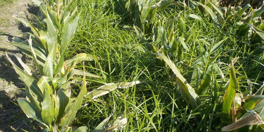 Knolcyperus rukt op en bedreigt aardappel- en groenteteelt | VILT vzw