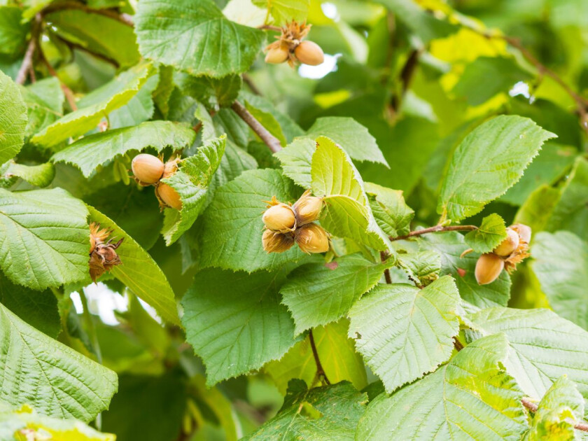 Nieuw hazelnootperceel bij Inagro: “Moet kennis over deze opkomende ...