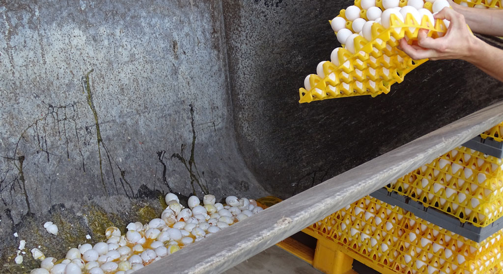 Na negen jaar valt definitief verdict in fipronilaffaire | VILT vzw