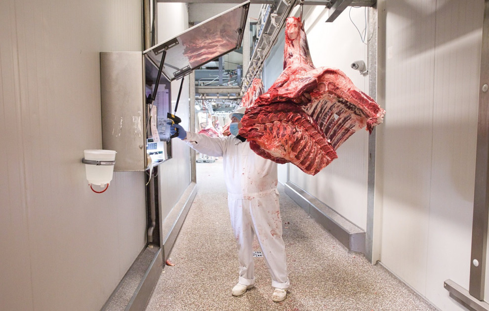 Nieuwe toekomst voor slachthuis Kortenaken dankzij lokale veehouders ...